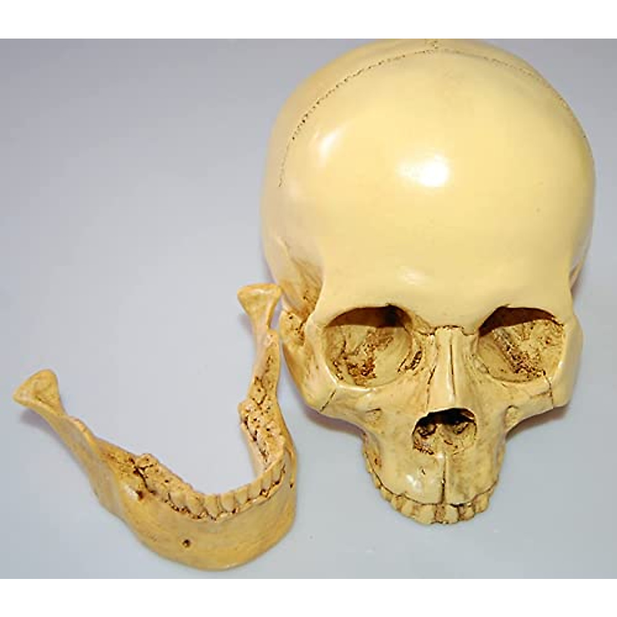 Onecen Life Size Human Skull Model 1：1 Replica Realistic Resin Halloween Party Decoration Human Skull Head Bone Model Medical Skeleton for Anatomical Medical Teaching (Light Yellow)