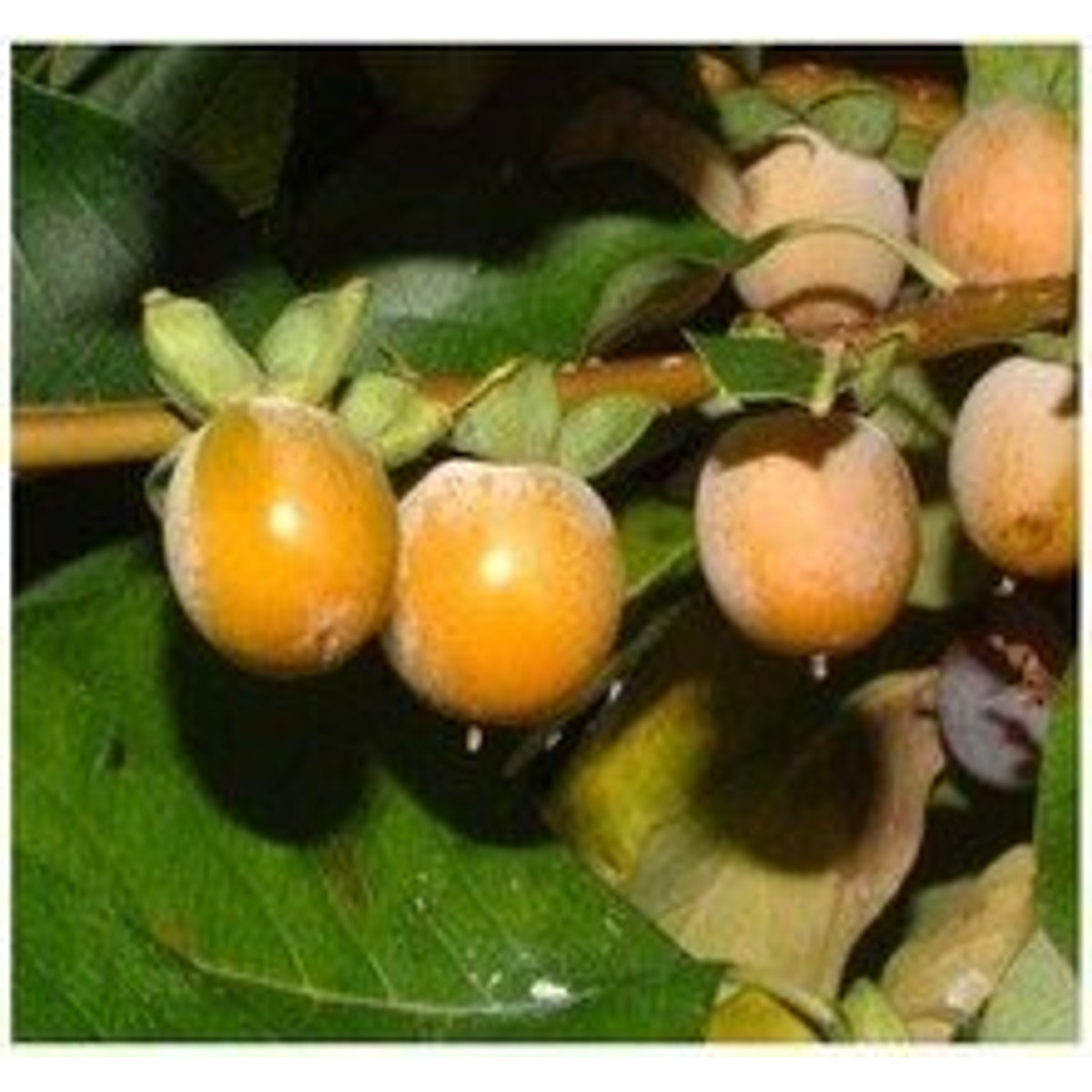Date Plum Persimmon Fruit Tree, 30+ Tree Seeds, Exotic & Rare, 80% Germination, (Isla's Garden Seeds), Non GMO & Heirloom Seeds, Scientific Name: Diospyros Lotus