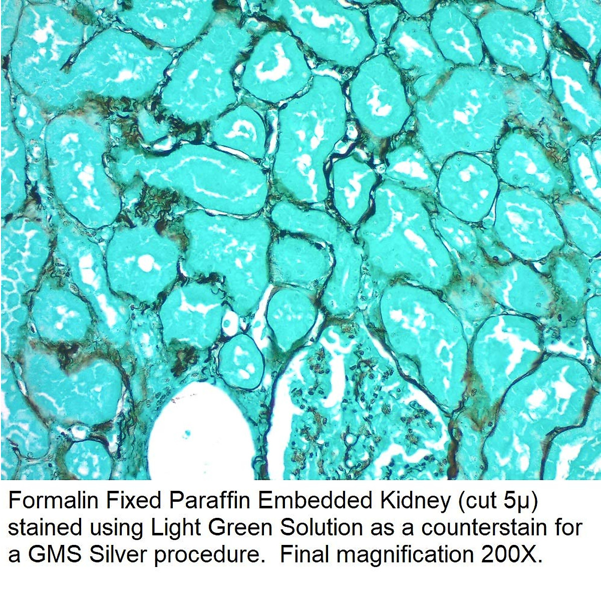 Light Green Solution, 1 Gallon