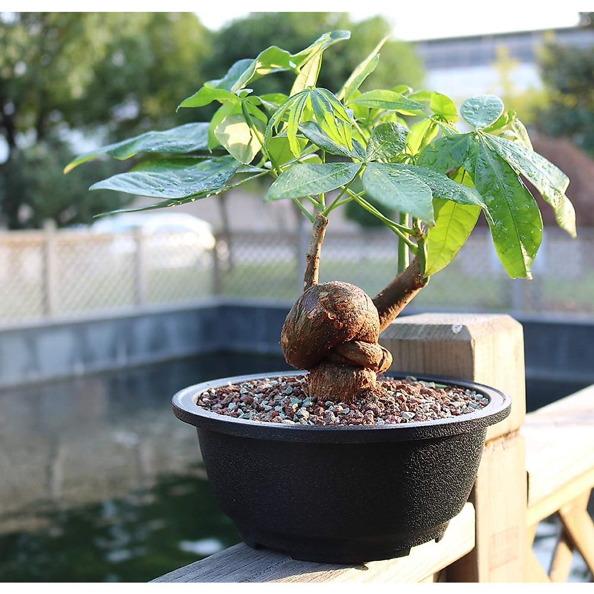 MUZHI 12 Pack Matte Finish Black Round Bonsai Bowl Planter Pot with Drainage, Plastic Garden Low Planter Pots 7.8"