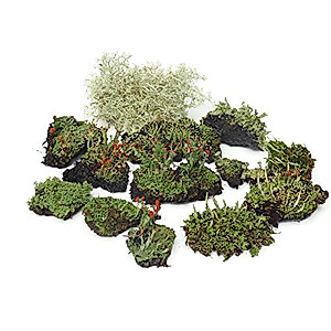 Tin Roof Treasure Live Lichen Assortment 4"x6" Bag for Terrariums and Fairy Gardens