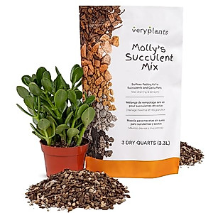 Molly's Succulent Mix - Premium Gritty Soilless Potting Mix for Succulents, Cactus and Bonsai - Contains Akadama, Hyuga, Bark Fines, Pumice, Lava Rock, Mycorrhizae 3.3 Liters