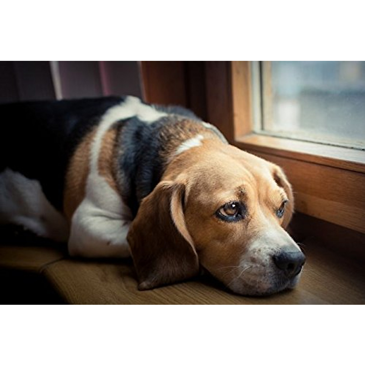 PETS HEALTH SOLUTION Dog Urinary Support - Natural Urinary Tract Support - Dog Treats - Premium Advanced Complex - Urinary Support for Dogs - 270 Treats (3 Bottle)