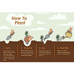 Brighter Blooms - Dwarf Granny Smith Apple Trees, 5-6 Ft. - Home-Grown Apples for Baking or Snacking - No Shipping to AZ, ID, OR, or CA