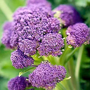 Purple Sprouting Broccoli Seeds, 500+ Heirloom Seeds Per Packet, (Isla's Garden Seeds), Non GMO Seeds, Botanical Name: Brassica oleracea, 85% Germination Rates