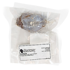 Anatomy Lab Preserved Sheep Brain Specimen for Dissection, without Hypohysis, Vacuum Pack of 10