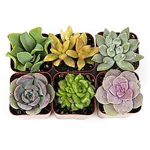 Succulents Plants Live (6PK) Potted Succulent Plants Live House Plants, Cactus Plants Live Plants Indoor Plants Live Houseplants, Indoor Plant Succulents Live Plant House Plant by Plants for Pets