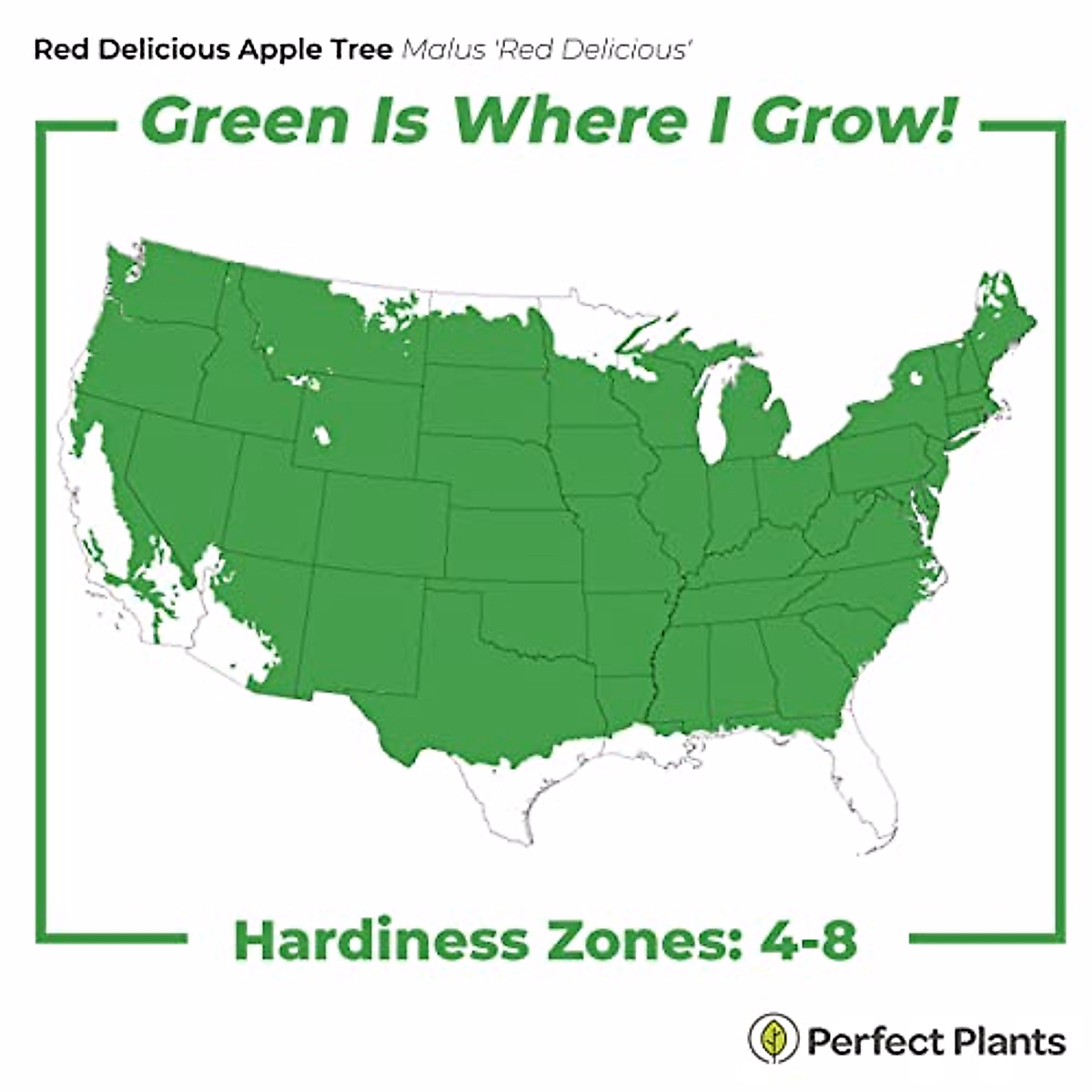 PERFECT PLANTS Red Delicious Apple Tree 1 Gallon | Live Fruit Trees for Outdoor Planting | Fast Growth Rate Produces Fruit in Year 2-3 | Sweet & Healthy Red Apples for Home Gardening