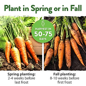 10 Heirloom Carrot Seeds - 2500+ Rainbow Carrot Seeds - High Germinating Vegetable Seeds Sourced in USA - Carrot Seeds for Planting Indoors or Outdoors Home Garden