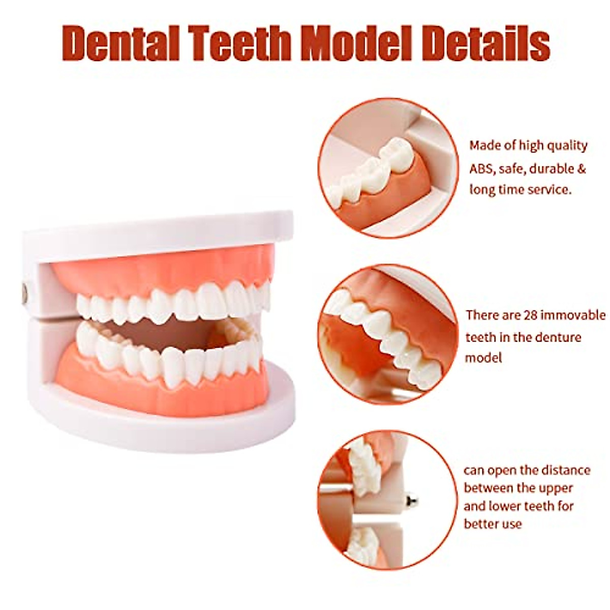 Dental Teeth Model, Standard Teeth Model, Denture Mouth Model Demonstration for Kids Dental Teaching Study Supplies