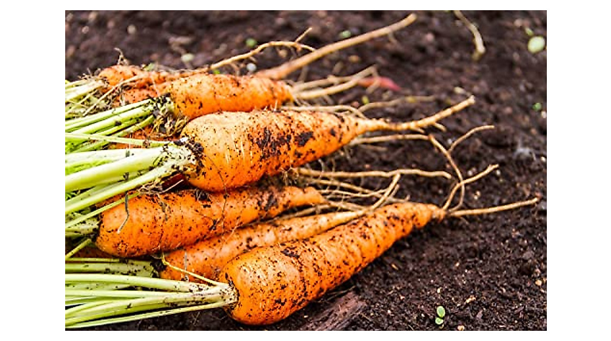 Little Finger Carrot Seeds - Heirloom, Non-GMO & Sweet