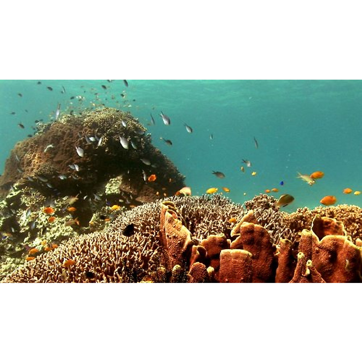 Plasmaquarium: Vol. Two - Ultra Coral Reef Aquarium (Widescreen)