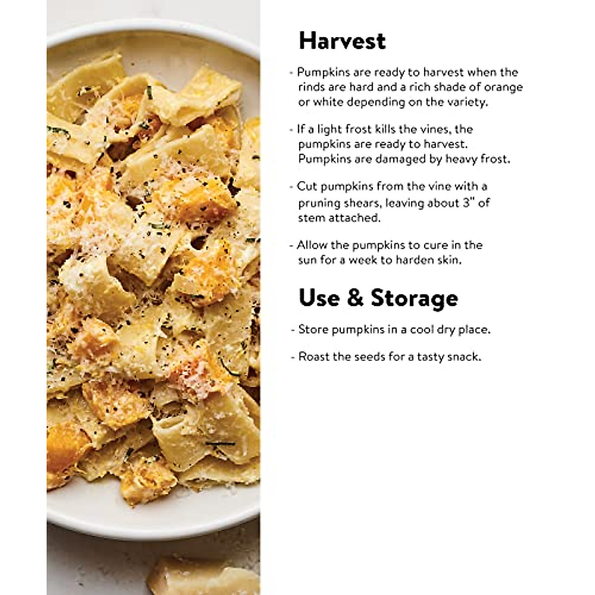 Burpee 51375A Jack O' Lantern Pumpkin Seeds 100 seeds