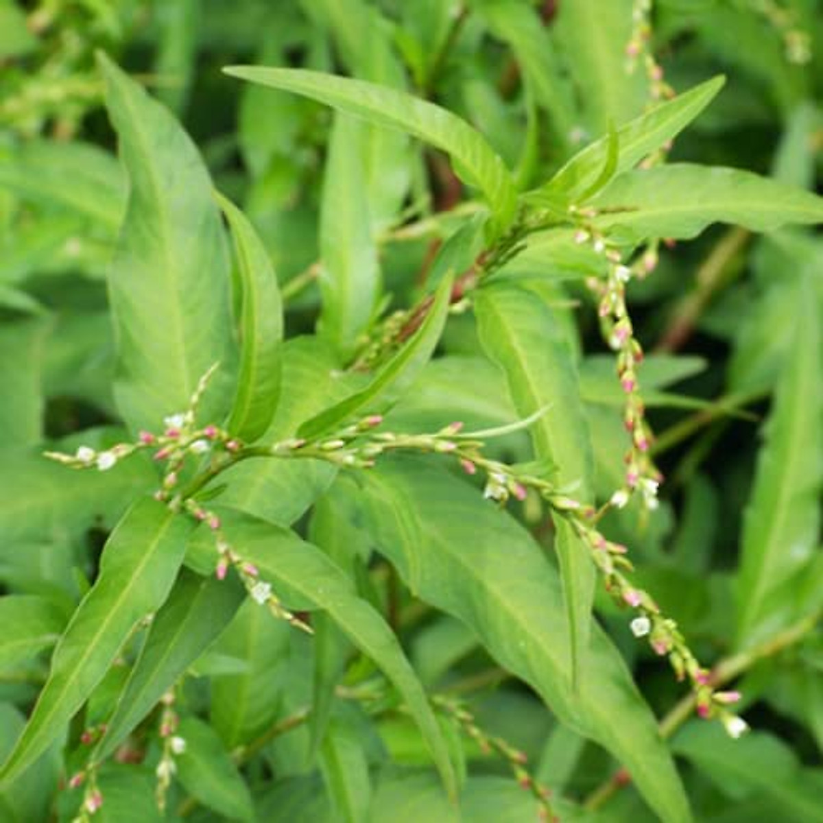 CHUXAY GARDEN 1000 Seeds Persicaria Hydropiper,Water Pepper,Marshpepper Knotweed,Arse Amart,Tade Annual Herb Plant Edible Decorative Spices Tingling Taste Great for Cooking