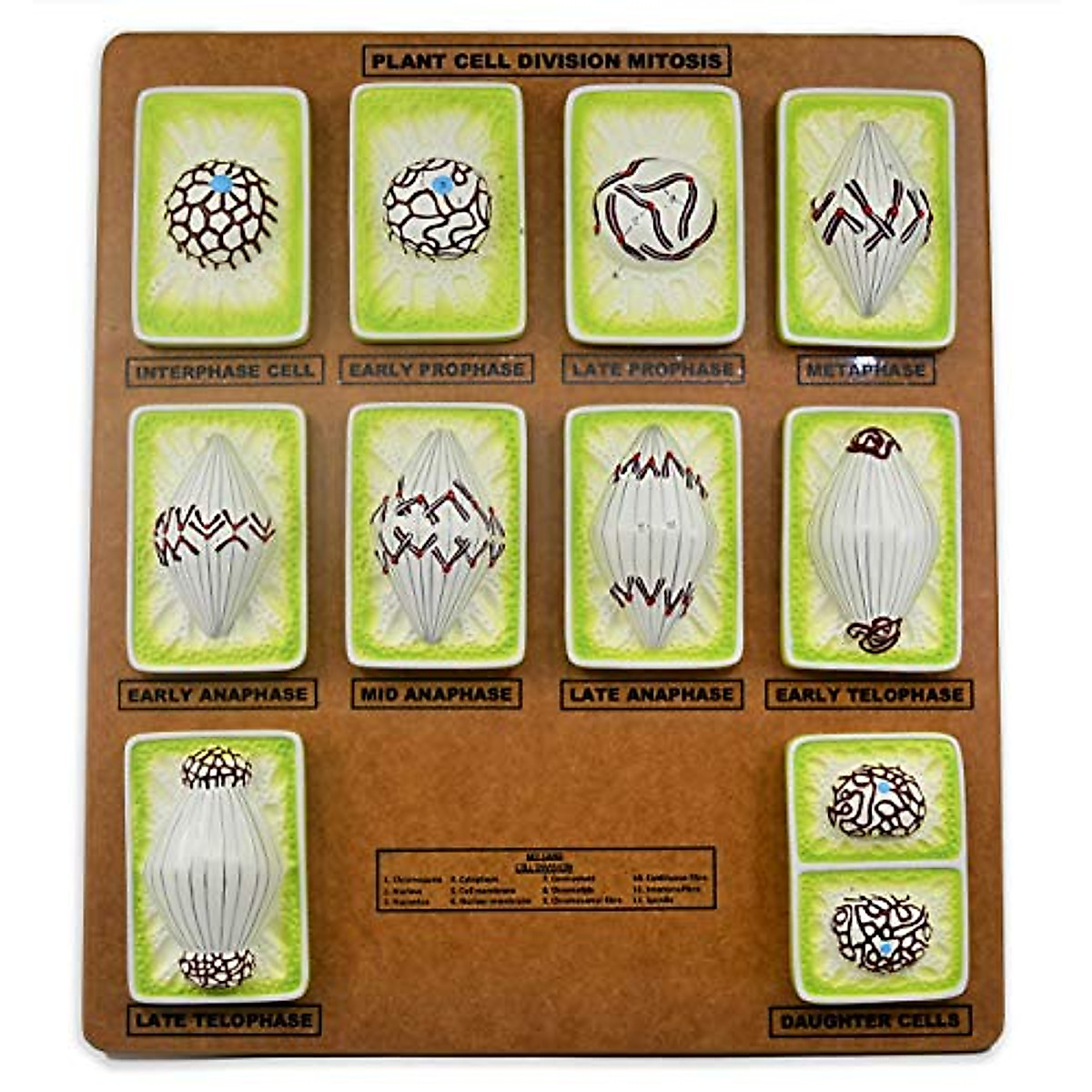 Plant Mitosis Model, 18 Inch - Three-Dimensional - Hand Painted Details - Simplified - Mounted - Eisco Labs