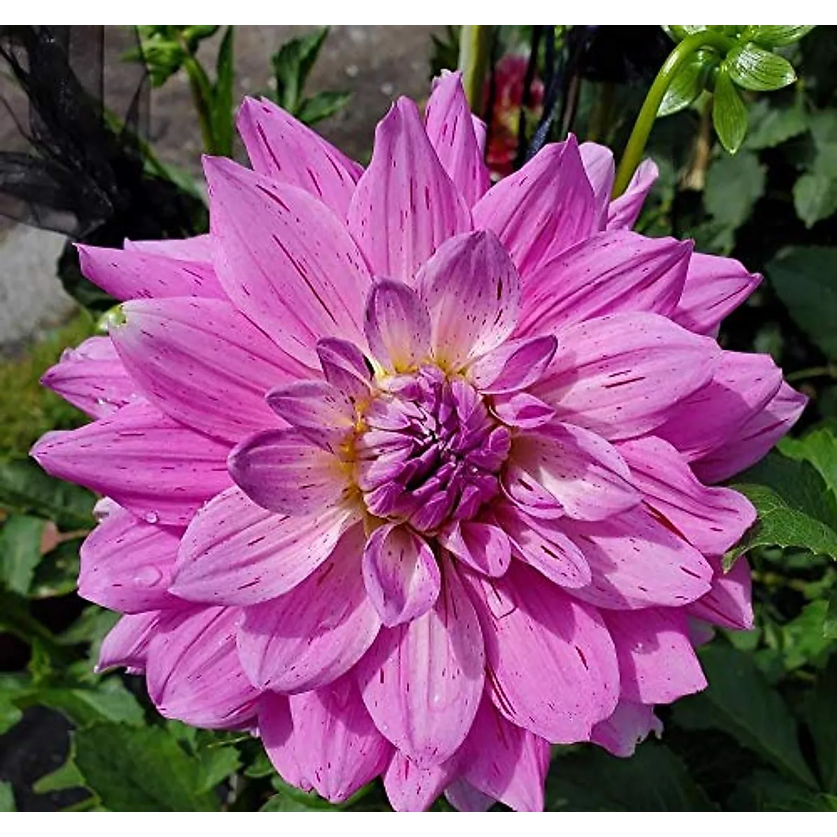 3g Rare Blue and White Point Dahlia Seeds Beautiful Perennial Flowers Plants Dahlia for DIY Home Garden Bonsai Seeds