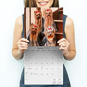 2023 2024 Yorkshire Terrier Calendar - Dog Breed Monthly Wall Calendar - 12 x 24 Open - Thick No-Bleed Paper - Giftable - Academic Teacher's Planner Calendar Organizing & Planning - Made in USA