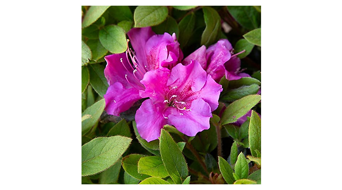 Encore Azalea Autumn Royalty 1 Gallon - Purple Flowering