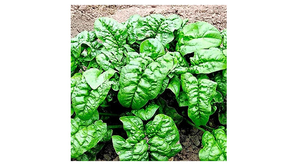Giant Spinach Herb Garden Seeds - Easy Grow in Spring & Year-Round