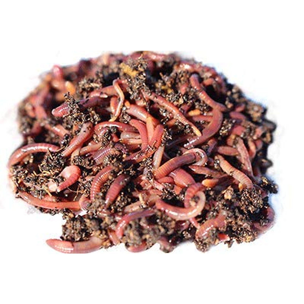 BQYPOWER Hummingbird Feeder for Outdoors Hanging, Large 42 Ounces Hummingbird Red Worms 300 Red Wigglers are Great for Organic Gardening (QQQ)