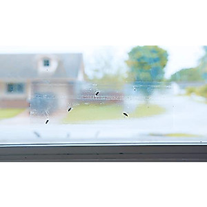 Raid Window Fly Trap, 4ct (Pack of 4)
