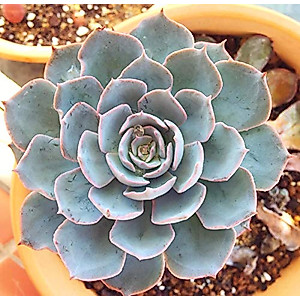 Seeds Of Strength 200+ Mixture Succulent Plants Seeds Bonsai Pot Flower for DIY Home Garden
