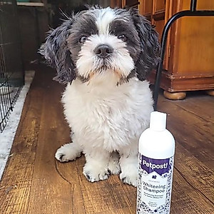 Petpost | Dog Whitening Shampoo - Best Lightening Treatment for Dogs with White Fur - Soothing Watermelon Scent - Maltese, Shih Tzu, Bichon Frise Approved 16 oz.