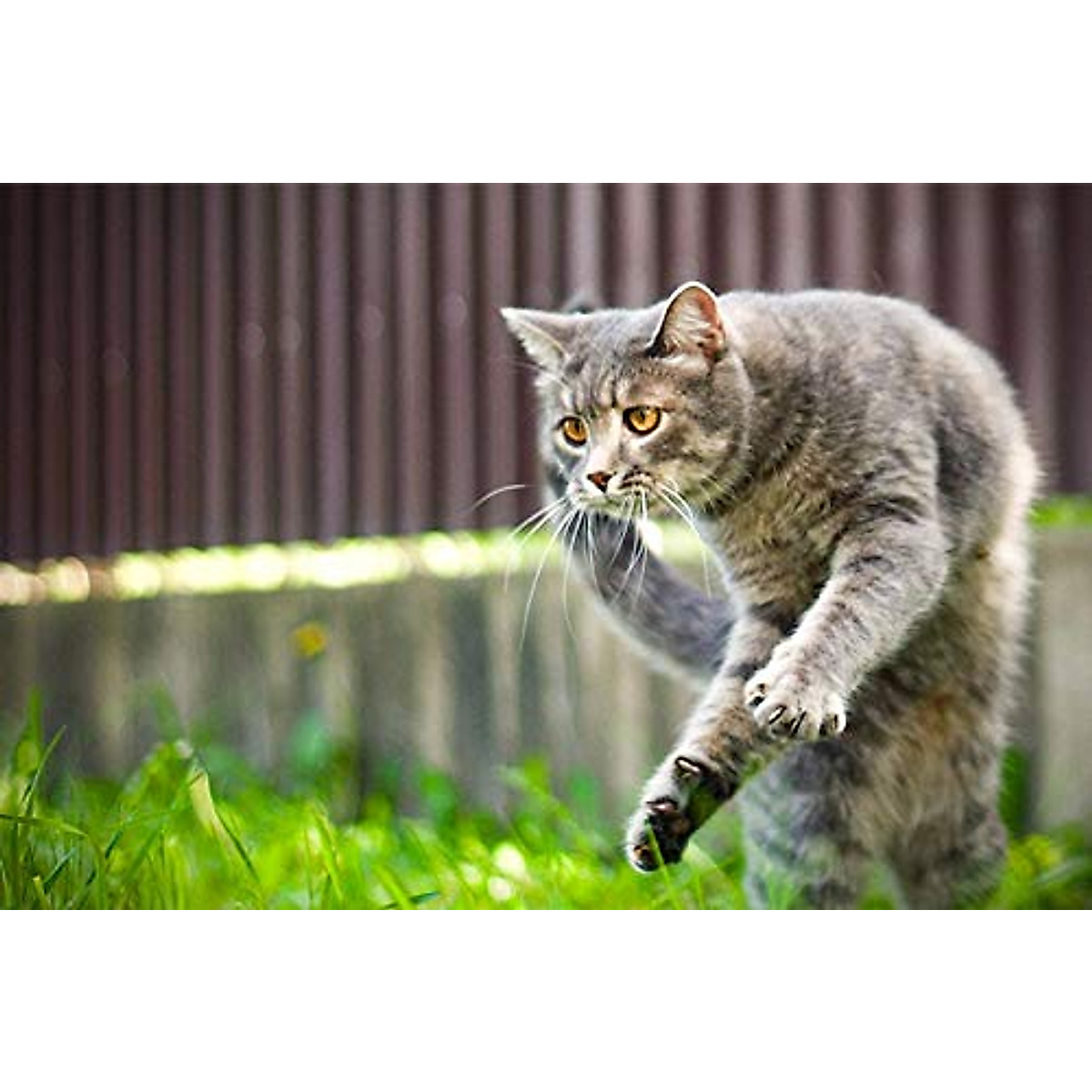 HAPPY PET VITAMINS LLC Joint Care Cats - Joint Health Complex with Turmeric - MSM GLUCOSAMINE - Hip and Joint Care - cat Liver Support Food - 1 Bottle (60 Treats)