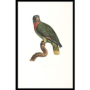 [Le Perroquet Bouquet (Red-necked Amazon [Amazona arausiaca])]