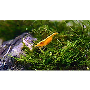 Blue Crown Aquatic 10 Ultra Gold (Neocaridina Davidi) Live Freshwater Aquarium Shrimps 1/4 to 1/2 inch