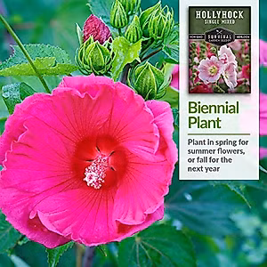 Survival Garden Seeds - Single Mixed Hollyhock Seed for Planting - 2 Packs with Instructions to Plant and Grow Colorful Spikes of Flowers in Your Home Vegetable Garden - Non-GMO Heirloom Variety