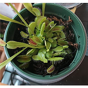 Venus Flytrap Food, Solid Gel Carnivorous Plant Food, 2.5OZ. Designed for Venus Fly Trap, Sundew, Pitcher Plants and Other Carnivorous Plants