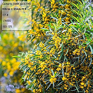 Auto-Focus Prime Lens VILTROX 85mm F1.8 Mark II STM Full Frame Portrait Lens for Sony E-Mount Camera A7III A7RIII A7SII A7II A9 A7 A6500 A6400 A6300