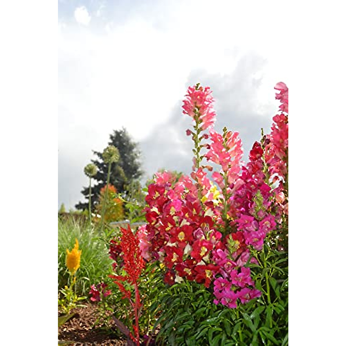 Black Duck Brand Set of 25 Cut Flower Seed Packets! Flower Seeds in Bulk - Great for Creating The Garden of Your Dreams! (25, Cut Flower Mix)