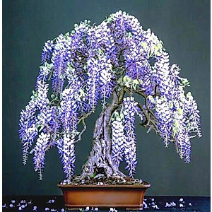 Purple Wisteria Bonsai Tree Seeds, 10 Pack - Highly Prized Flowering Bonsai, Wisteria sinensis - 10 Seeds to Grow
