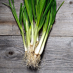 Large American Flag Leek Seeds for Planting, 500+ Heirloom Seeds Per Packet, (Isla's Garden Seeds), Non GMO Seeds, Botanical Name: Allium ampeloprasum, Great Home Garden Gift