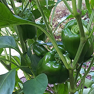 60 Cal Wonder Bell Pepper Seeds for Planting. 1/2 Gram of Seeds Heirloom Non GMO Garden Vegetable Bulk Survival