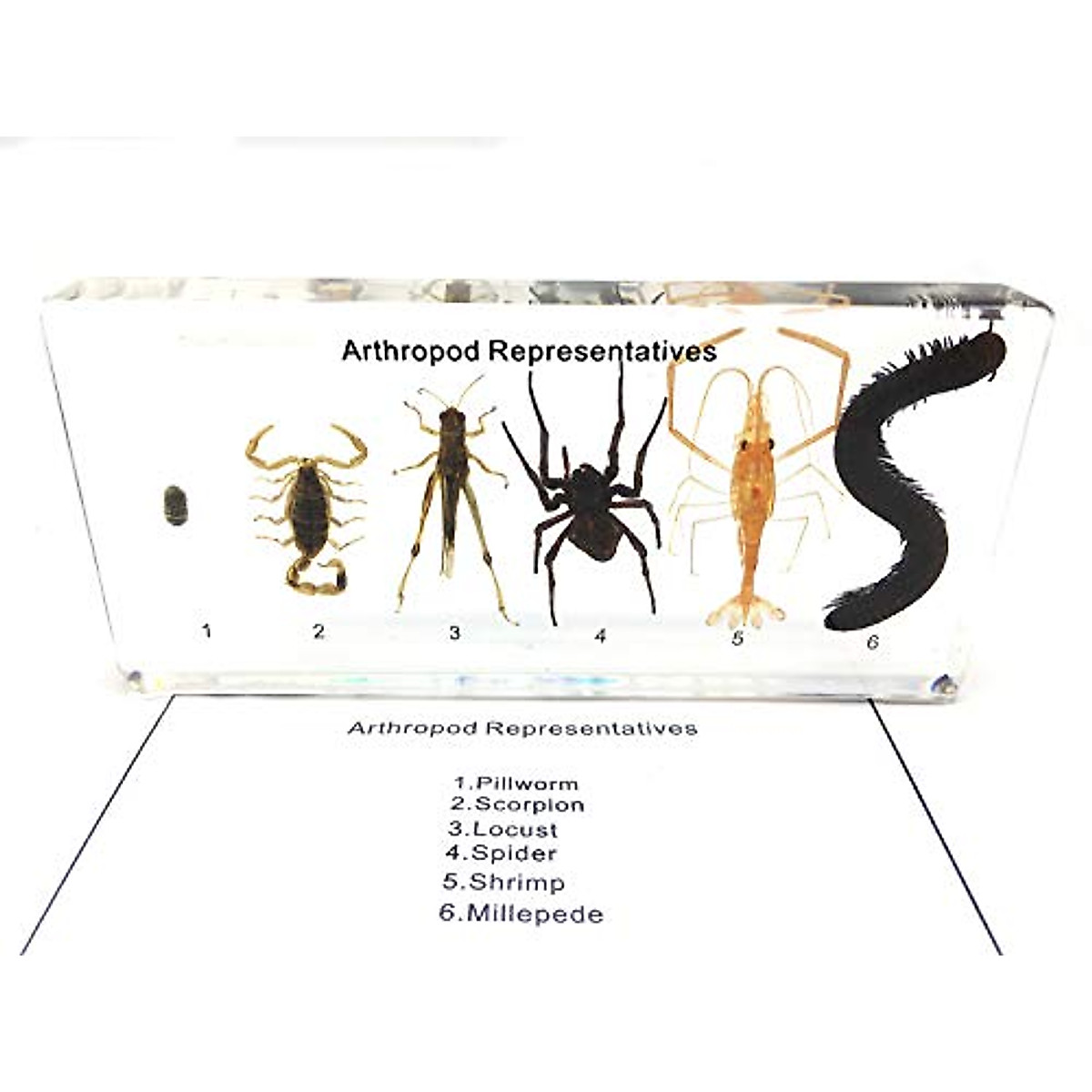 (6 Arthropods) Arthropod（Tardigrade） Representatives Paperweight Science Classroom Specimens for Science Education(6.5x3x1 Inch)