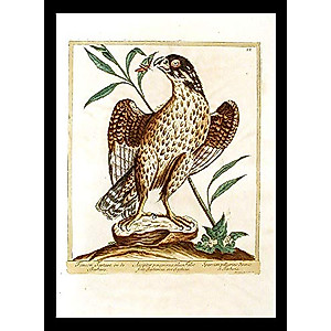 Faucon Tartare, ou de Barbarie [Barbary Falcon]