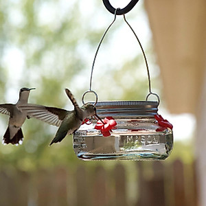 Nature's Way Bird Products MJF1 Nature's Way Mason Jar Hummingbird Dish Feeder, Clear 4" dia.