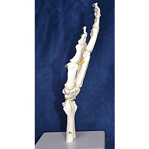 Wellden Product Medical Anatomical Hand Model, Life Size