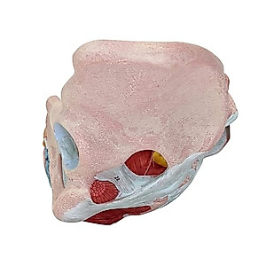 Axis Scientific Female Pelvis Model with Muscles Pelvic Floor, Ligaments, and Nerves Anatomy Model