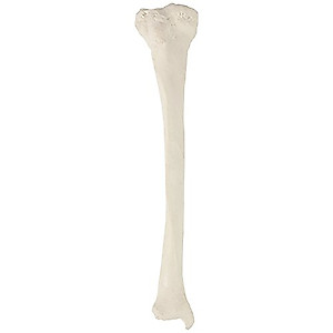 Axis Scientific Tibia Bone Model | Right | Cast from a Real Human Fibula Bone l Lower Leg Bone Model Has Realistic Texture and Important Bony Landmarks | Includes Product Manual