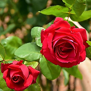 Humphreys Soothe Witch Hazel with Rose Alcohol-Free Toner, Clear, 8 Oz (Pack of 1)