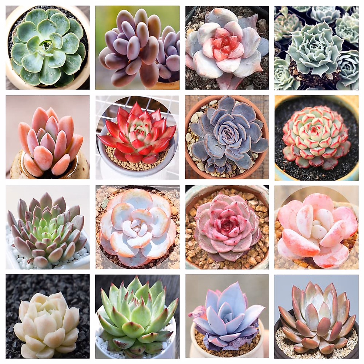800+ Mix Succulent Seeds Rare Perennial DIY Bonsai Ornamental Plant Succulent Seeds for Planting Indoor and Outdoor