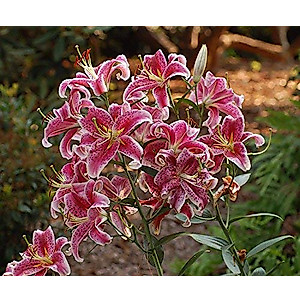 Stargazer Oriental Lilies (12 Pack of Bulbs) - Freshly Dug Flower Bulbs