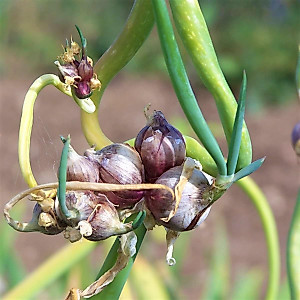 10 Walking Onion Bulbs for Planting, Small Bulblets, Egyptian Walking Onion Bulb