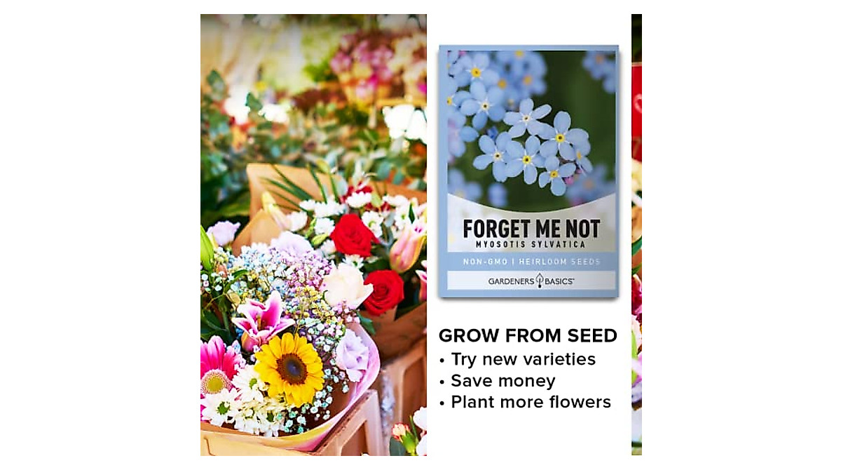 Forget Me Not Seeds for Memorial & Garden – Beautiful Blue Perennial