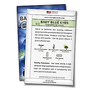 Sow Right Seeds - Baby Blue Eyes Flower Seeds for Planting - Beautiful to Plant in Your Home Garden - Indoors or Outdoors - Non-GMO Heirloom Seeds - Attract Pollinators - Great Gardening Gifts (2)