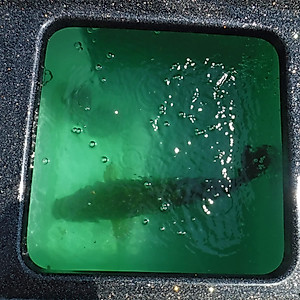 G-Juice Freshwater Fish Care